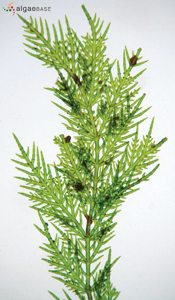 Diversity and classification of marine benthic algae - Coastal Wiki