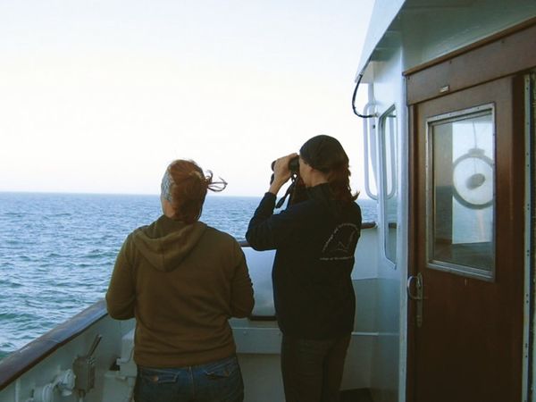 Counting seabirds from ships and aircraft - Coastal Wiki
