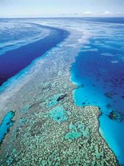 Coral reefs - Coastal Wiki