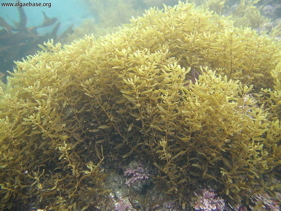 Diversity and classification of marine benthic algae - Coastal Wiki