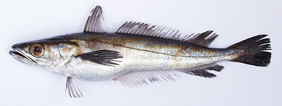 Ecosystem Approach to the South African hake fishery - Coastal Wiki