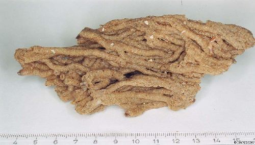 Biogenic reefs of Europe and temporal variability - Coastal Wiki