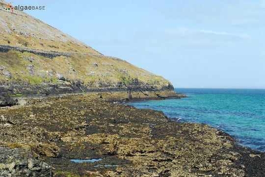 Diversity and classification of marine benthic algae - Coastal Wiki