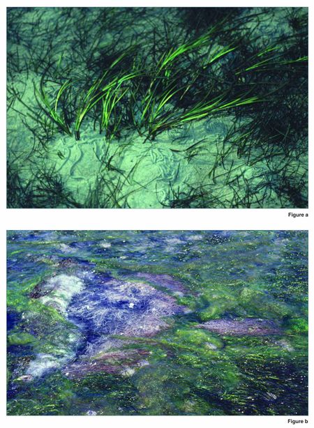 Seagrass recovery and restoration in the Wadden Sea - Coastal Wiki