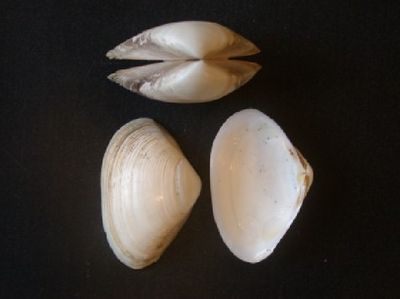 Heavy metals in various Belgian benthic invertebrates - Coastal Wiki