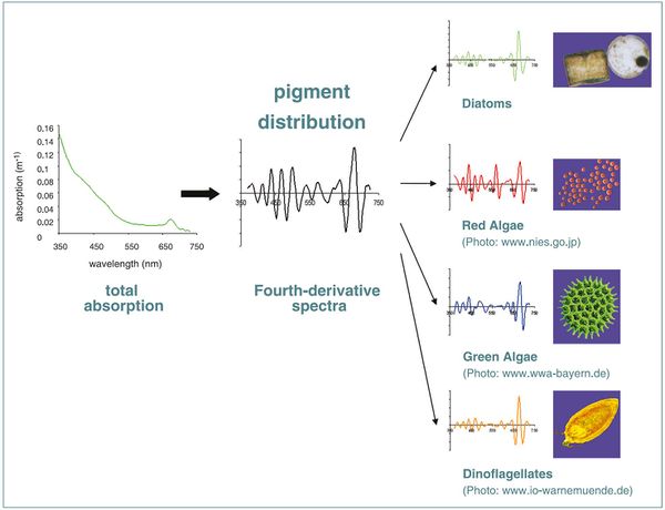 Differentiation of major algal groups by optical absorption signatures ...