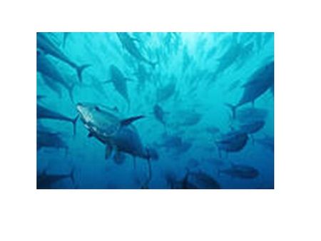 The Tragedy of the Commons - The Tuna Example - Coastal Wiki