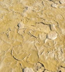 Benthos - Coastal Wiki