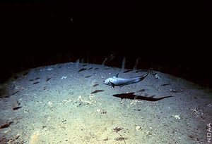Deep sea habitat - Coastal Wiki