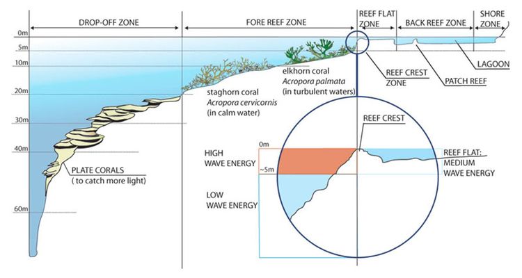 Coral reefs - Coastal Wiki