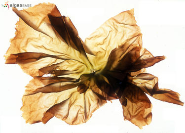 Diversity and classification of marine benthic algae - Coastal Wiki