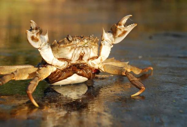 Chinese wolhandkrab - Coastal Wiki